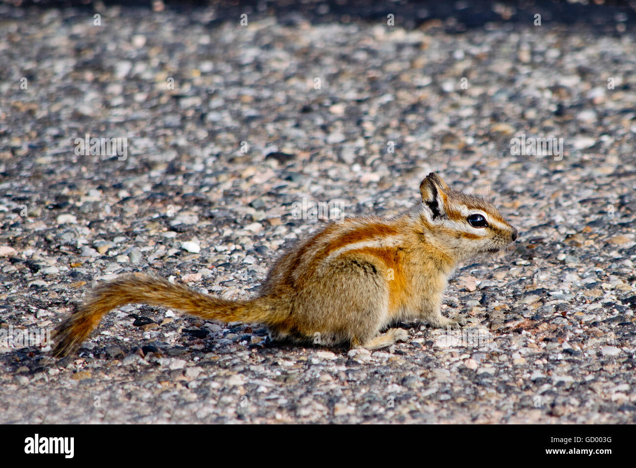 Chipmunk in Canyonlands National Park in Utah Stock Photo - Alamy