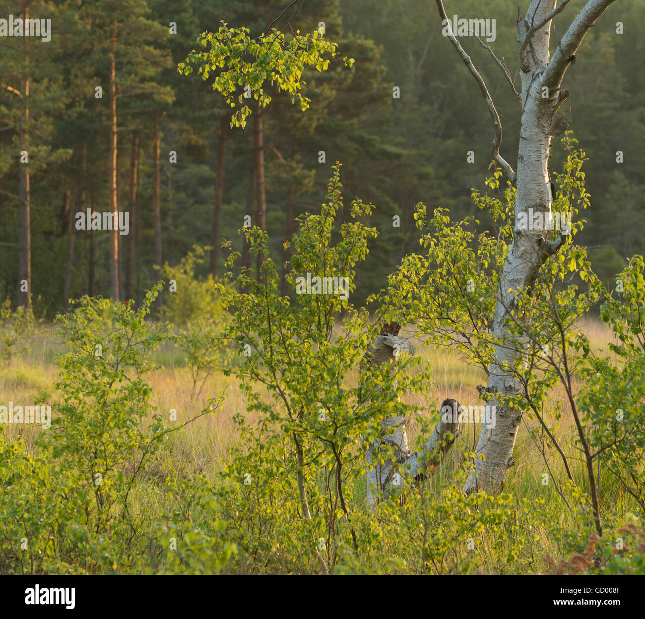 A summer evening at Dersingham Bog, Norfolk, England Stock Photo - Alamy