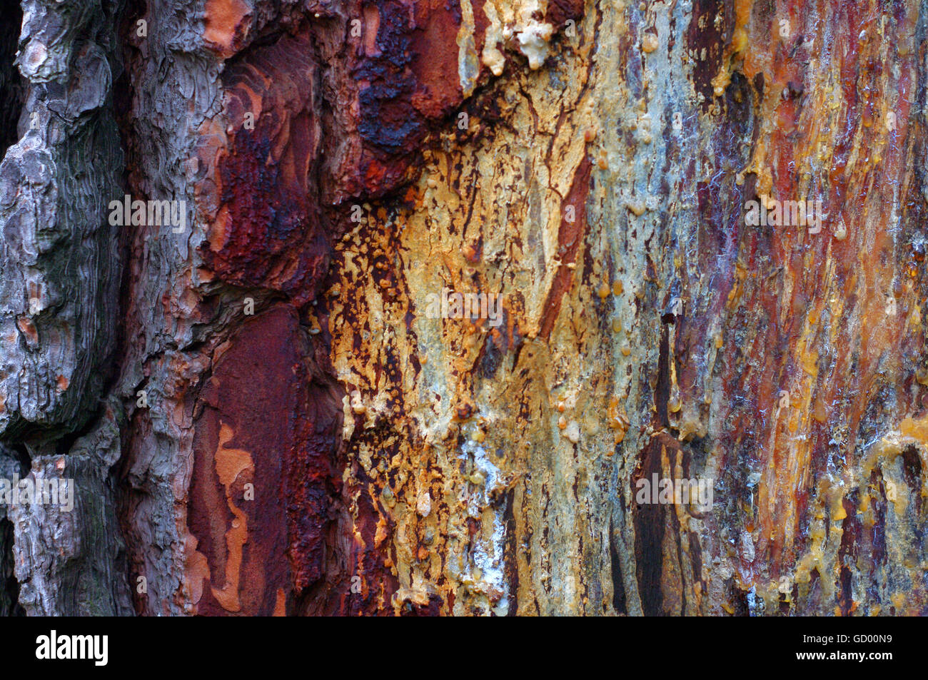 Liquid amber tree hi-res stock photography and images - Alamy