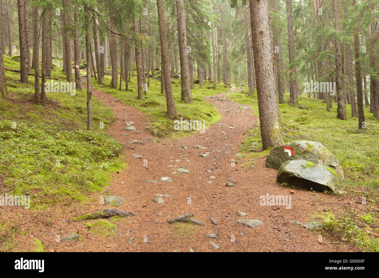 A single alpine path splits in two different directions. It's an ...