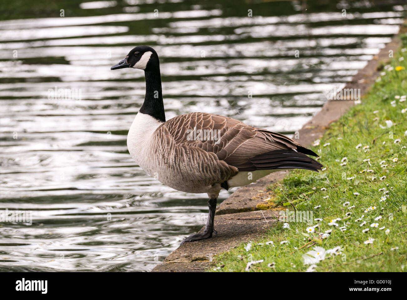 Killingworth hi-res stock photography and images - Alamy