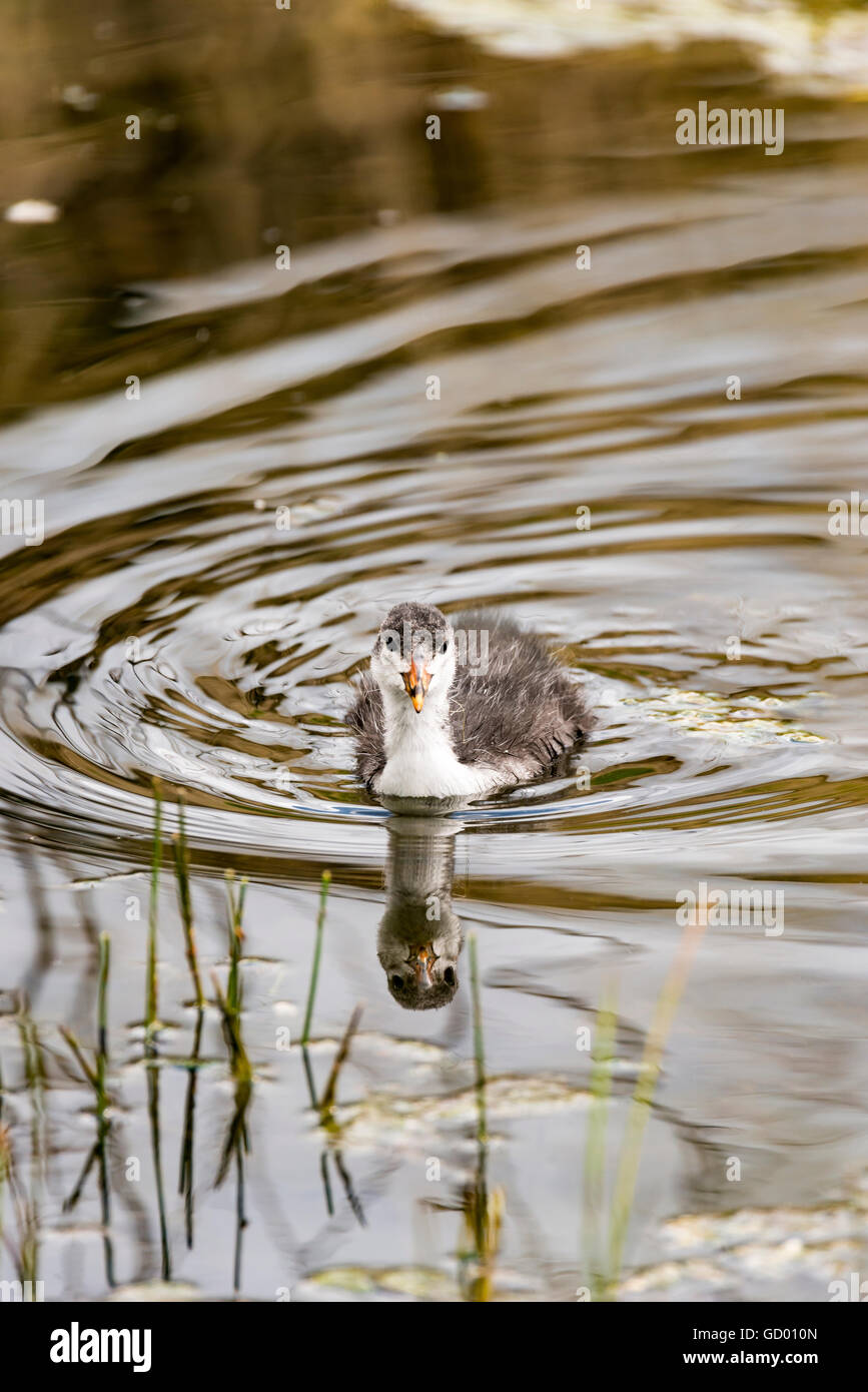 English coot hi-res stock photography and images - Alamy