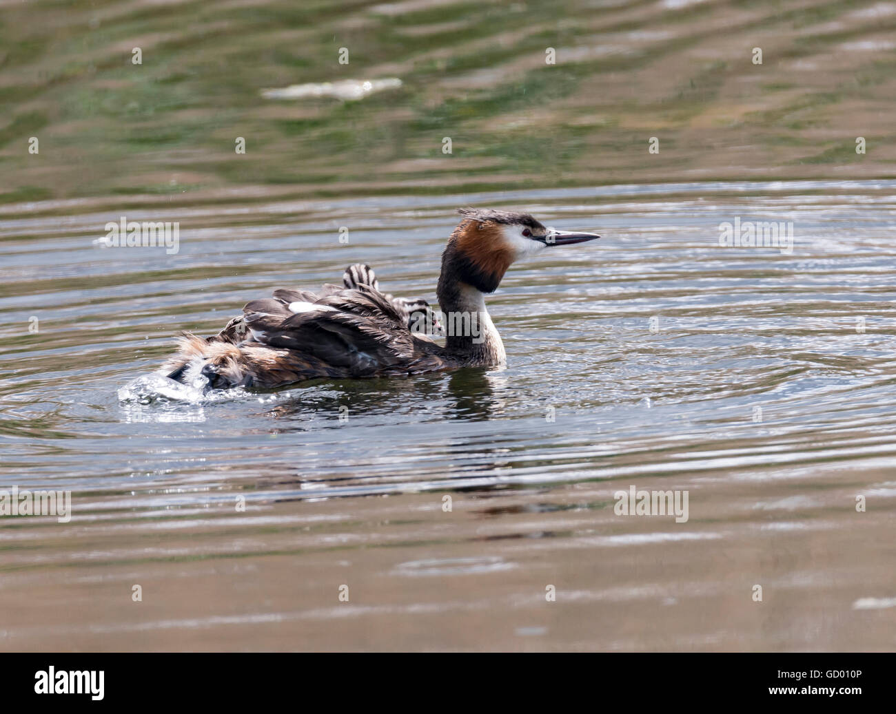 Young grebe hi-res stock photography and images - Alamy