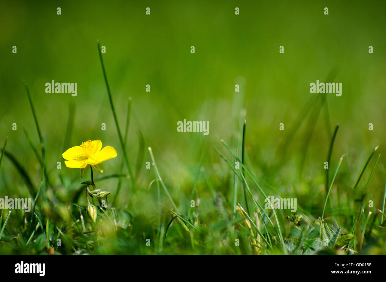 One blossom common rock-rose surrounded of soft green grass Stock Photo ...