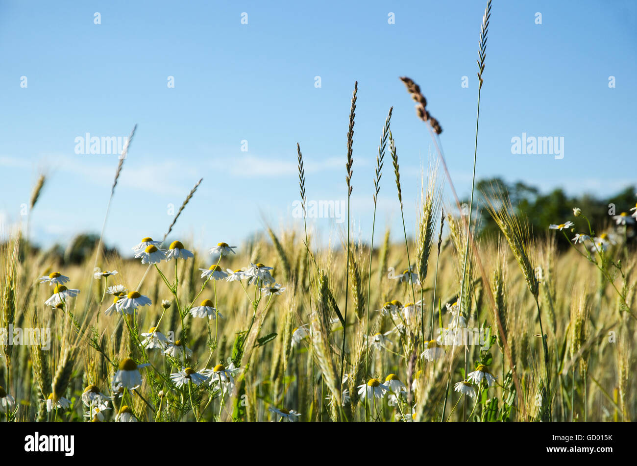 Field of growing corn hi-res stock photography and images - Alamy