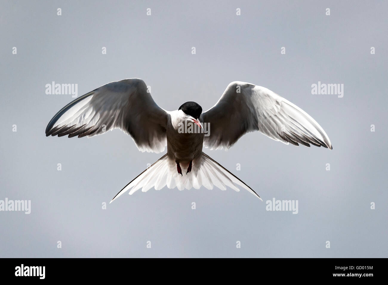Common tern uk hi-res stock photography and images - Alamy