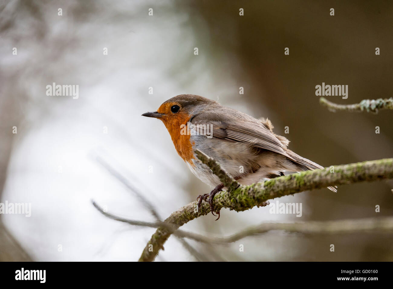 Robin bird images hi-res stock photography and images - Alamy