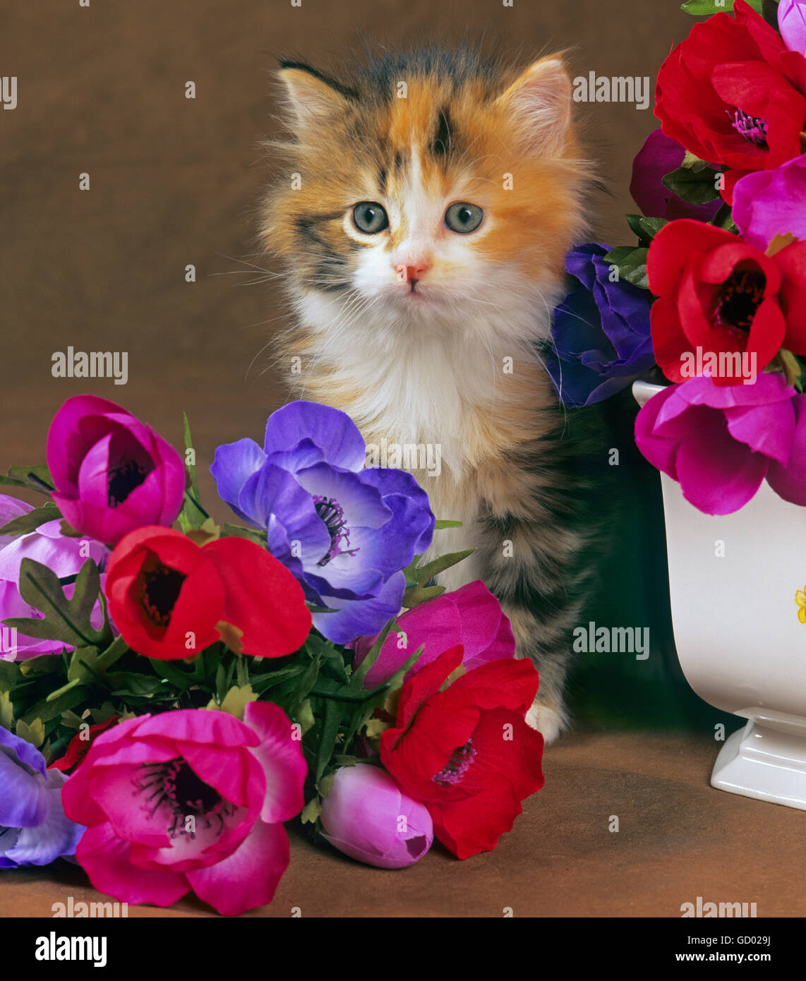 Fluffy Tabby Kitten and anemones Stock Photo - Alamy