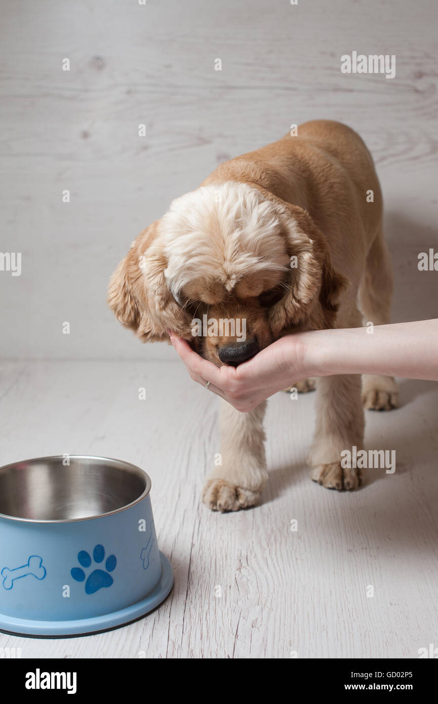 Woman owner feeding dog with hands in home Stock Photo - Alamy
