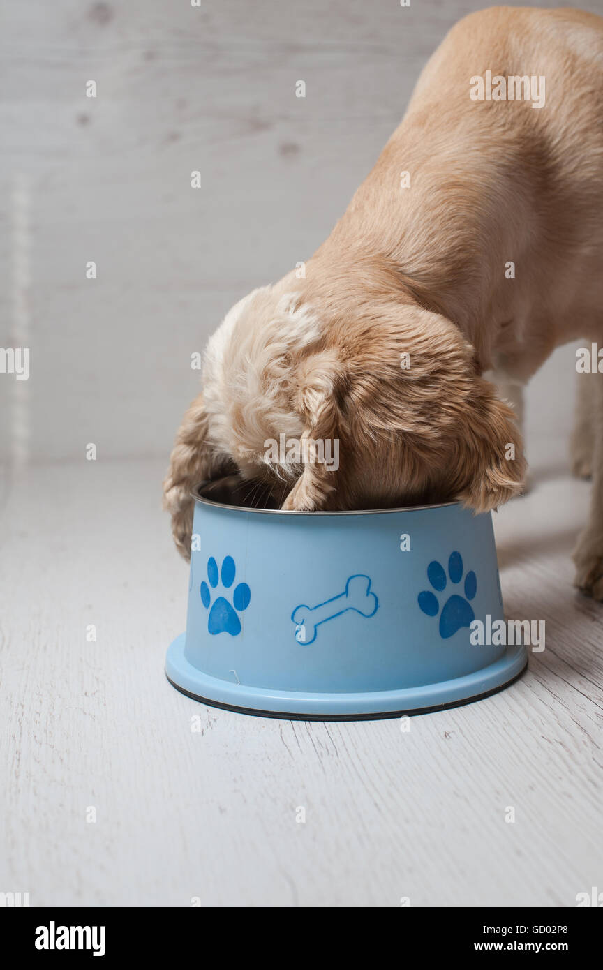 Spaniel eating dog food from his bowl Stock Photo - Alamy