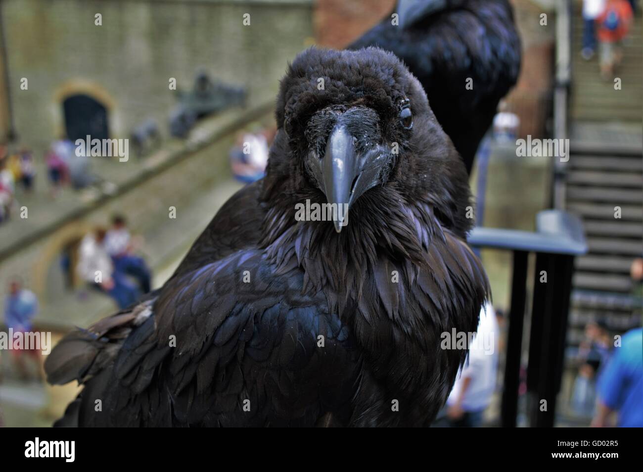 Closeup of Raven Stock Photo - Alamy