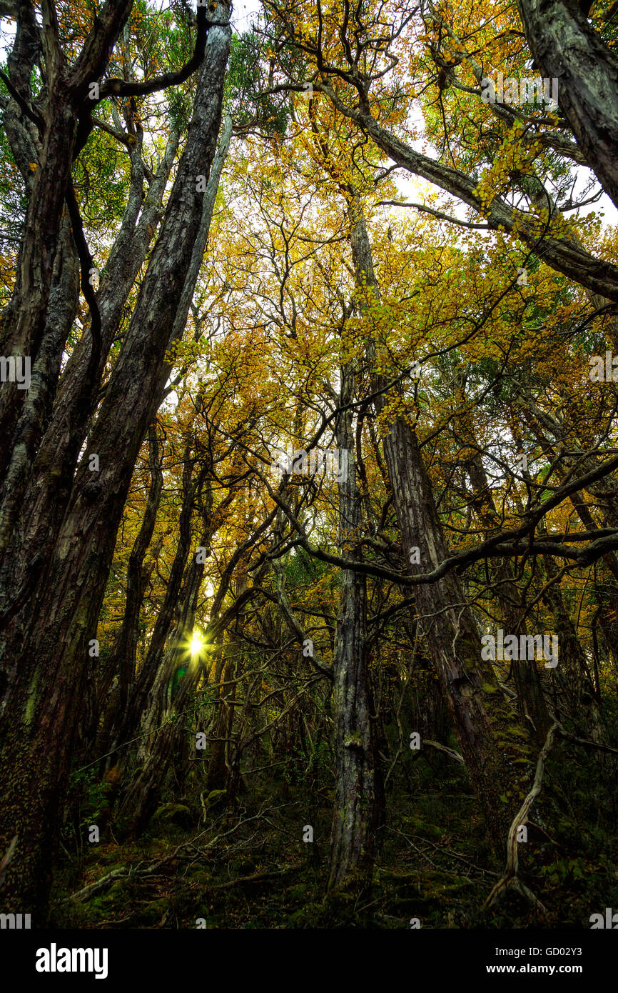 Nothofagus Gunnii. Australia's only native beech tree in Autumn Stock ...