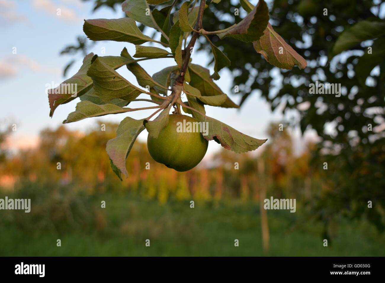 Green apple in the tree Stock Photo - Alamy