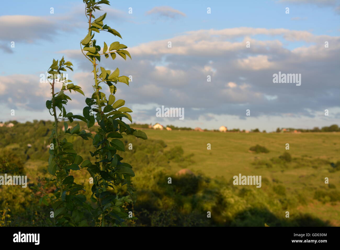 A rosehip branch Stock Photo - Alamy