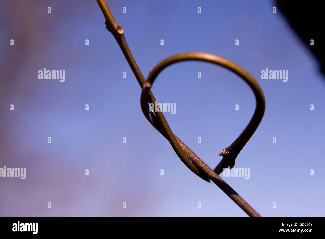 Knot made with a tree branch Stock Photo - Alamy