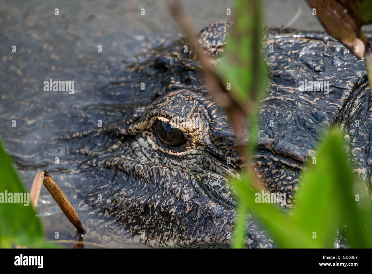 Lizard in habitat usa hi-res stock photography and images - Alamy