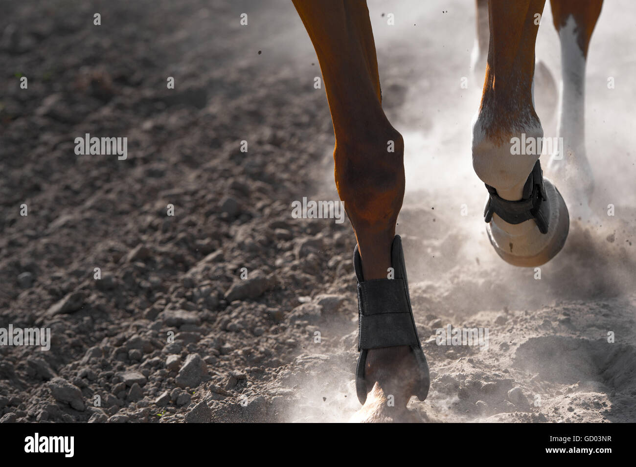 Horse legs hi-res stock photography and images - Alamy