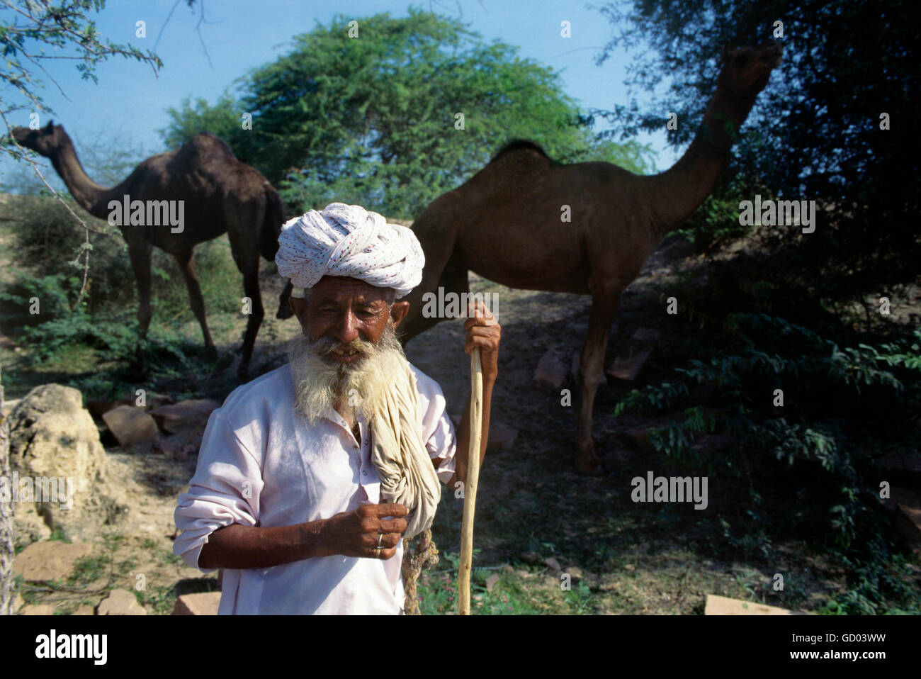 Camel rearing hi-res stock photography and images - Alamy