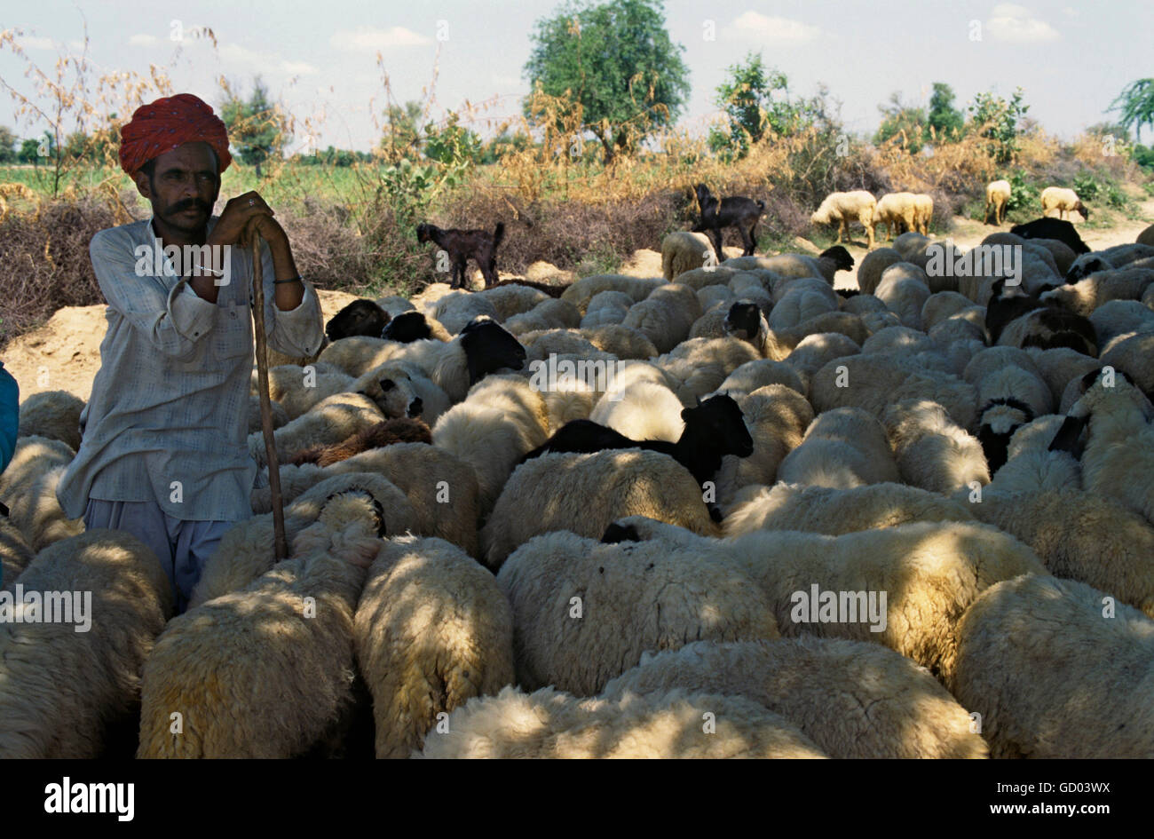 Shepherd flock sheep rajasthan india hi-res stock photography and ...