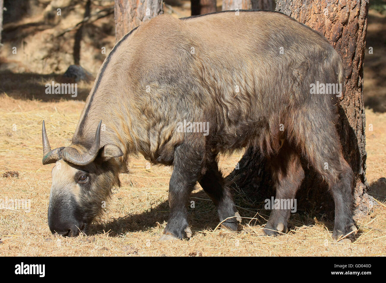 Takin national animal bhutan hi-res stock photography and images - Alamy