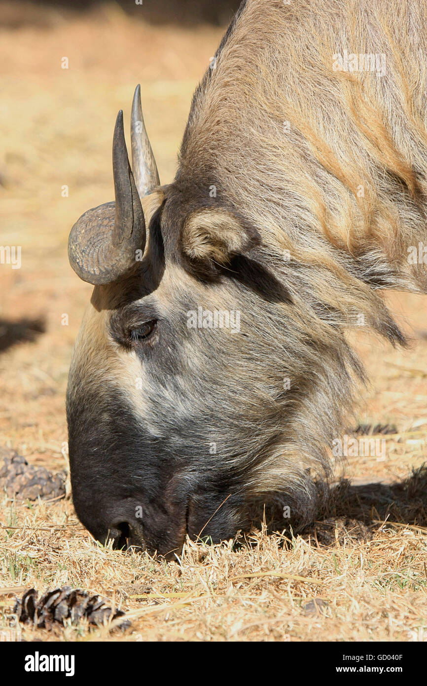 Bhutan takin national animal hi-res stock photography and images - Alamy