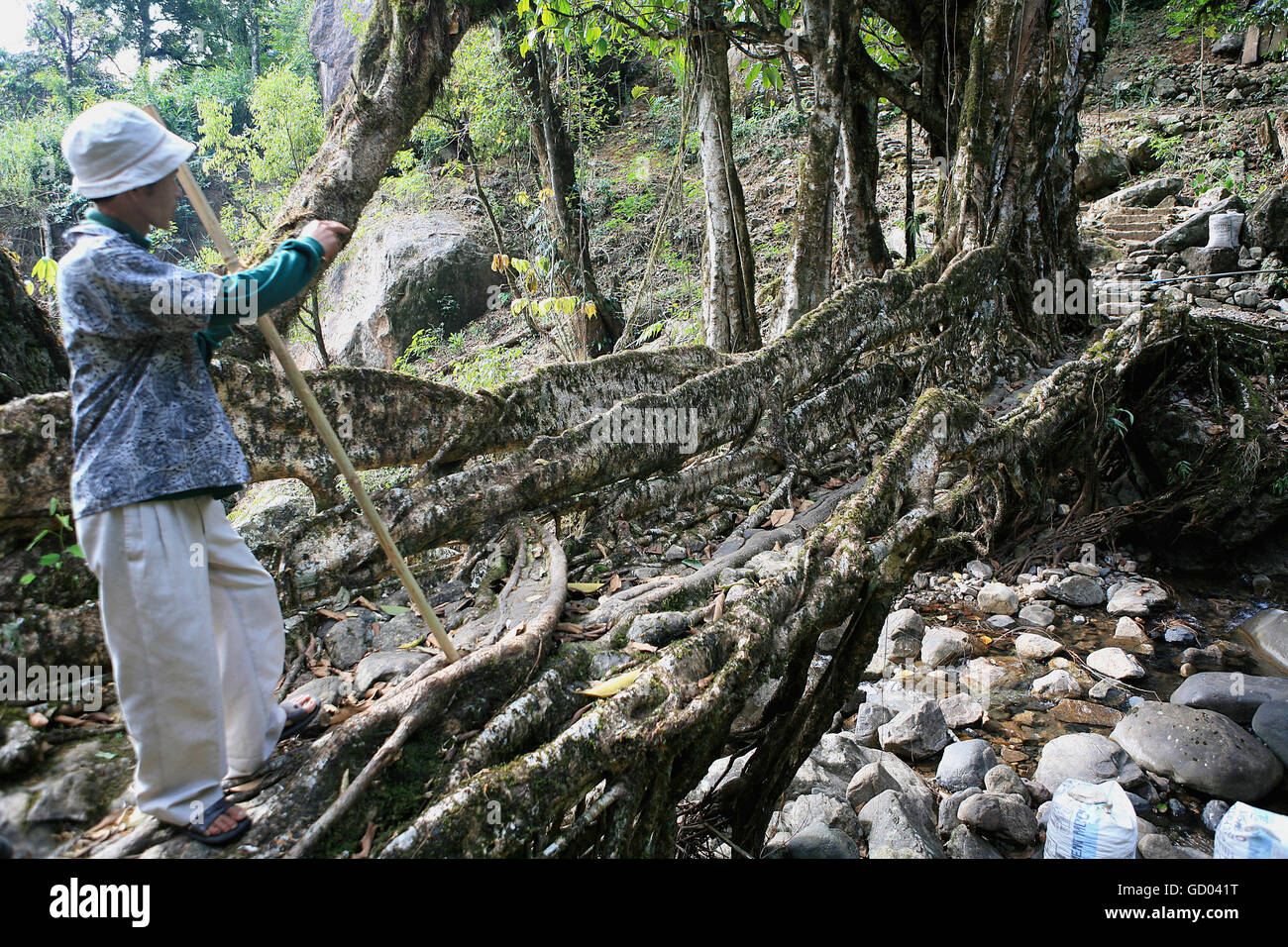 Living Root Bridge Stock Photo - Alamy