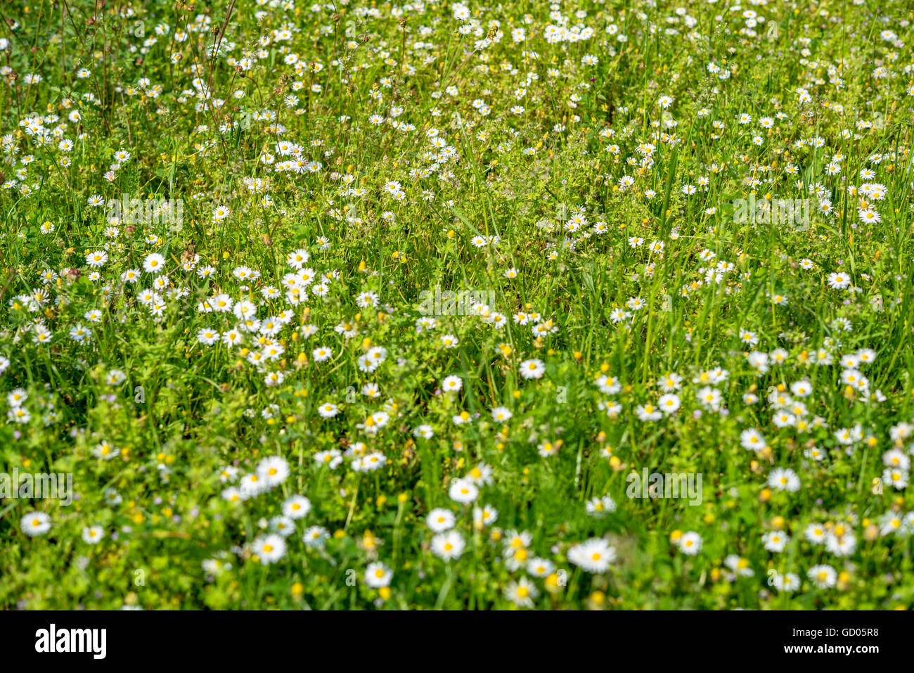 Blooming cornflower field in hi-res stock photography and images - Alamy