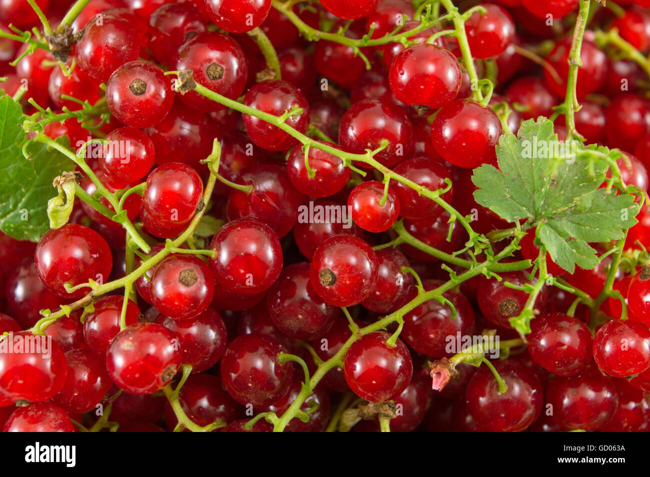 Fresh currant red fruit in a pile background Stock Photo - Alamy