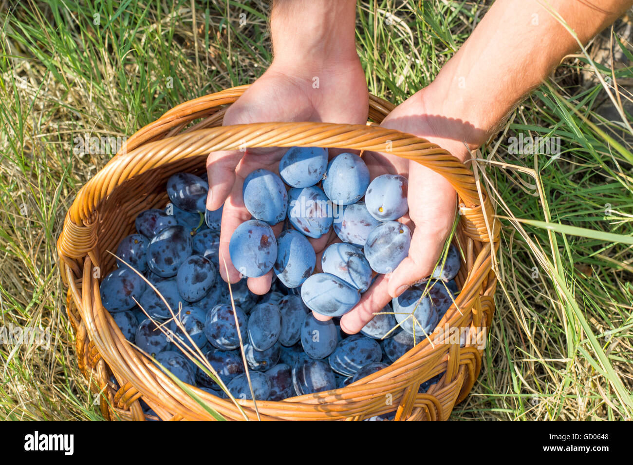 Person picking plums hi-res stock photography and images - Alamy
