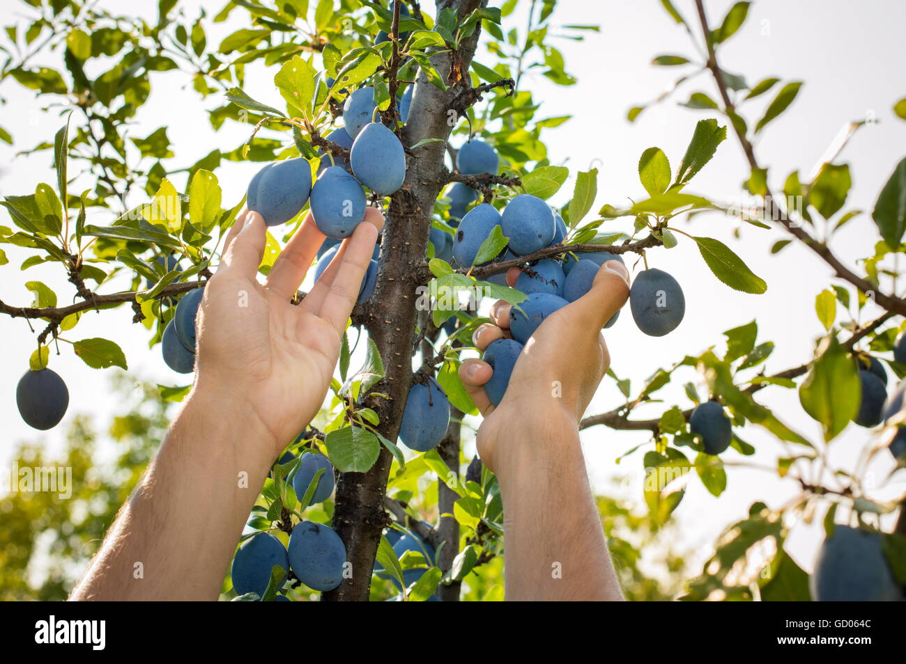 Male hands picking fresh plums from the tree Stock Photo - Alamy