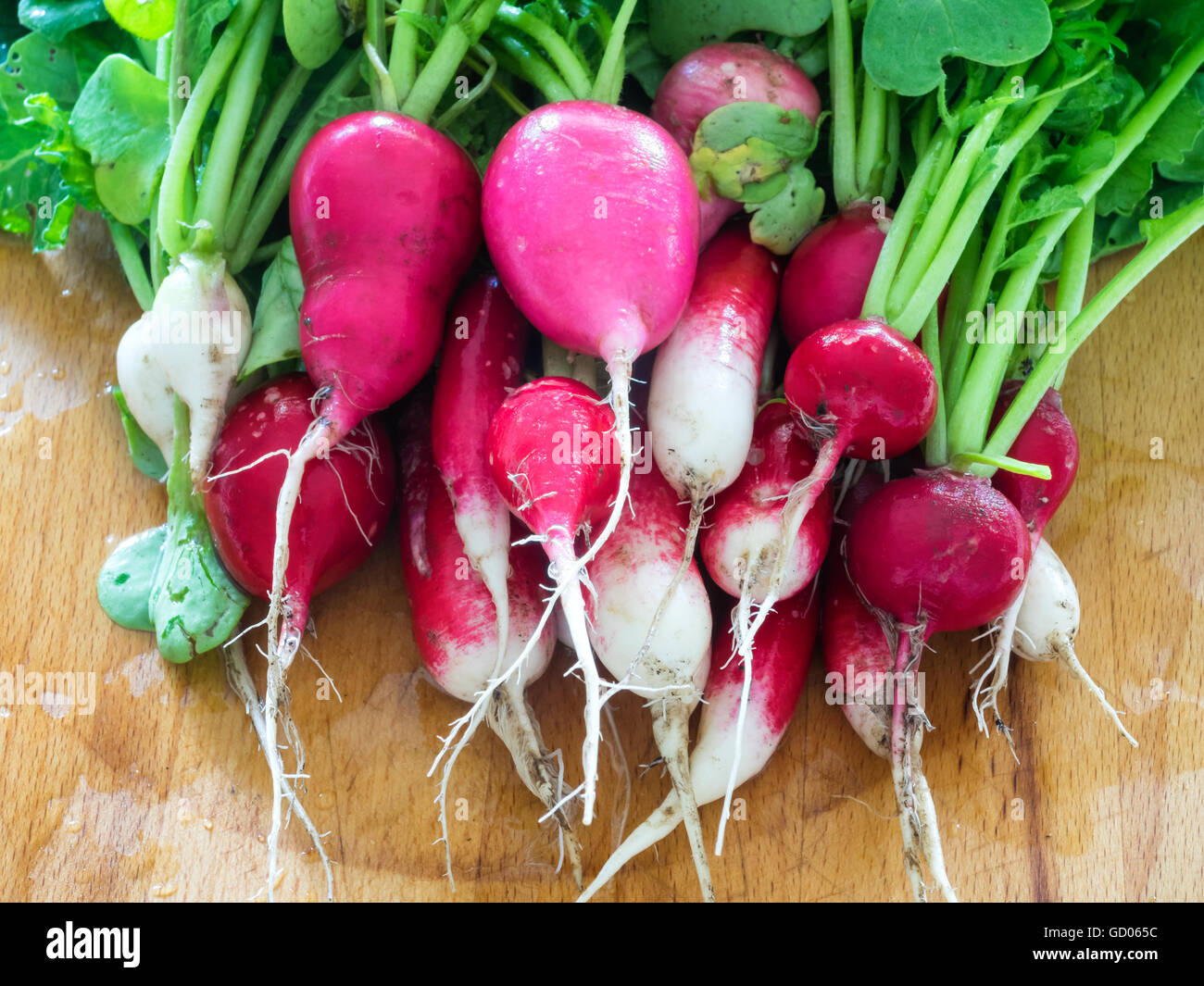 Radishes, very fresh and in an bunch Stock Photo - Alamy