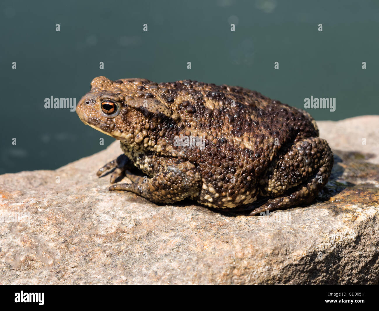 Toad stone hi-res stock photography and images - Alamy