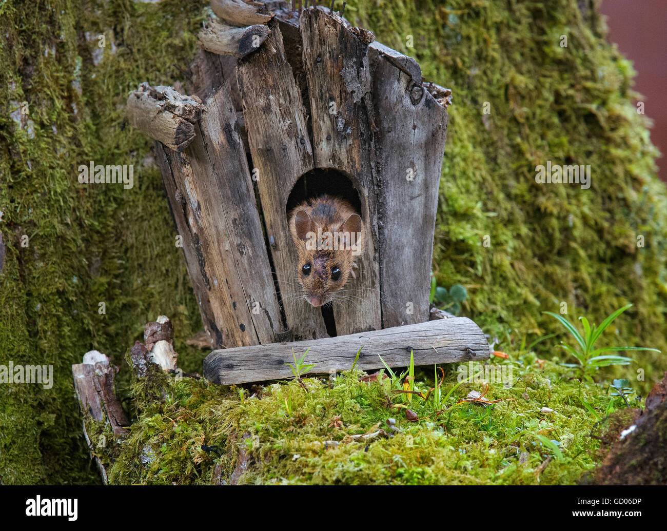 Peeping mouse hi-res stock photography and images - Alamy