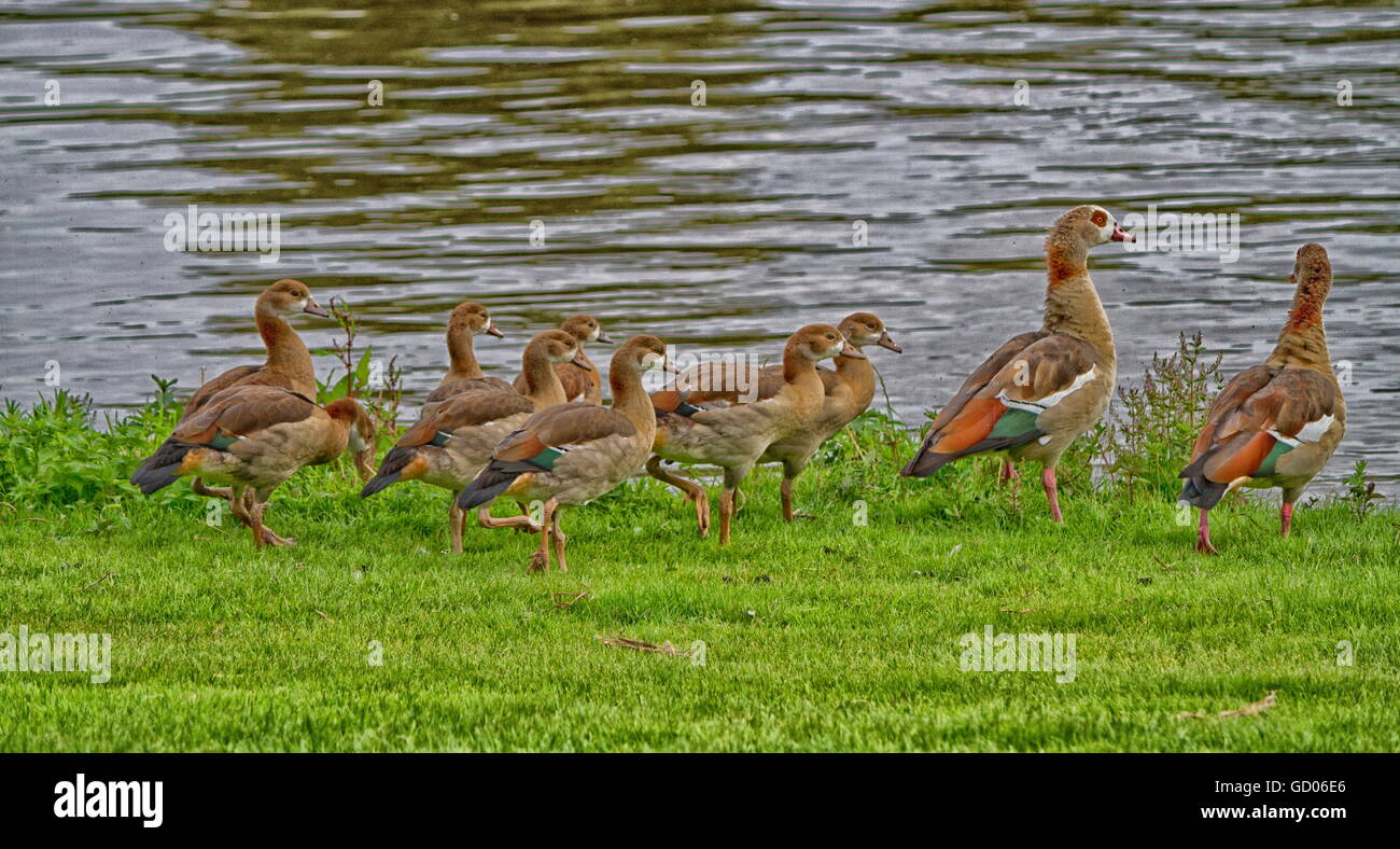 South african egyptian goose hi-res stock photography and images - Alamy