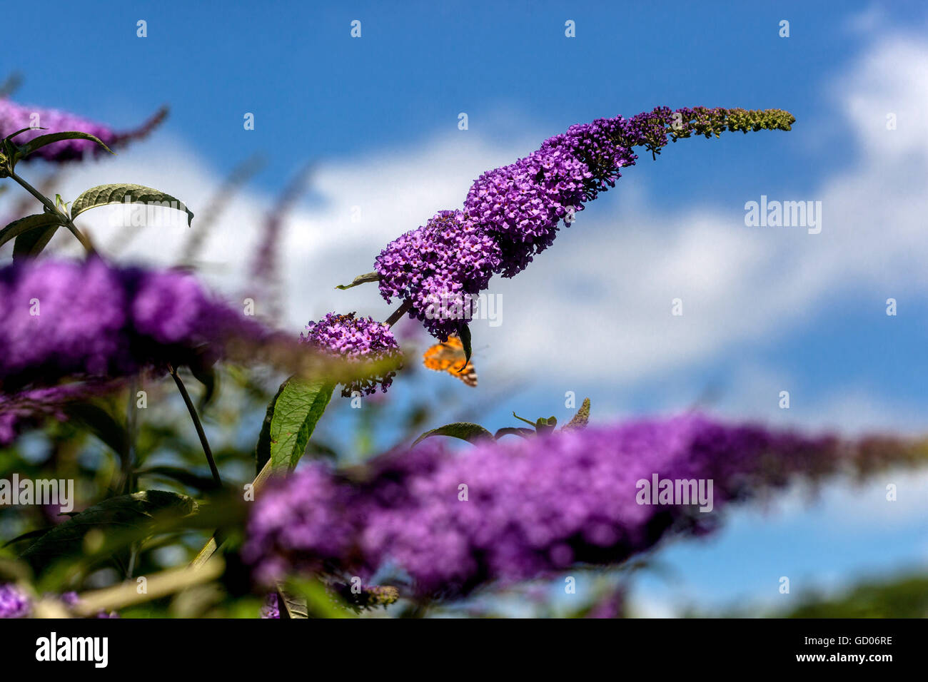 Buddleja davidii - summer lilac, butterfly-bush Buddleia flowering ...