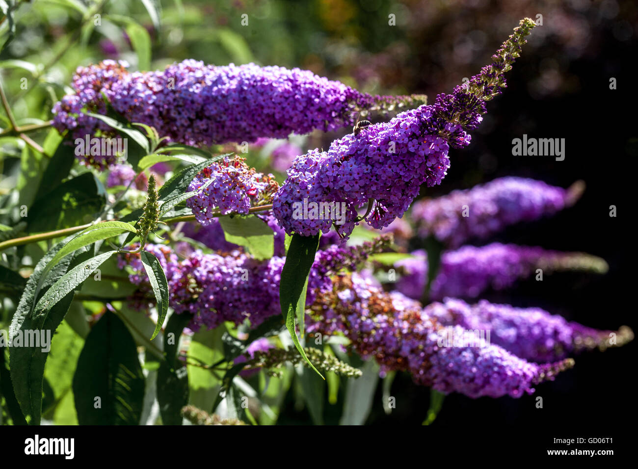 Shrub border garden, Butterfly Bush Buddleja davidii Buddleja border ...