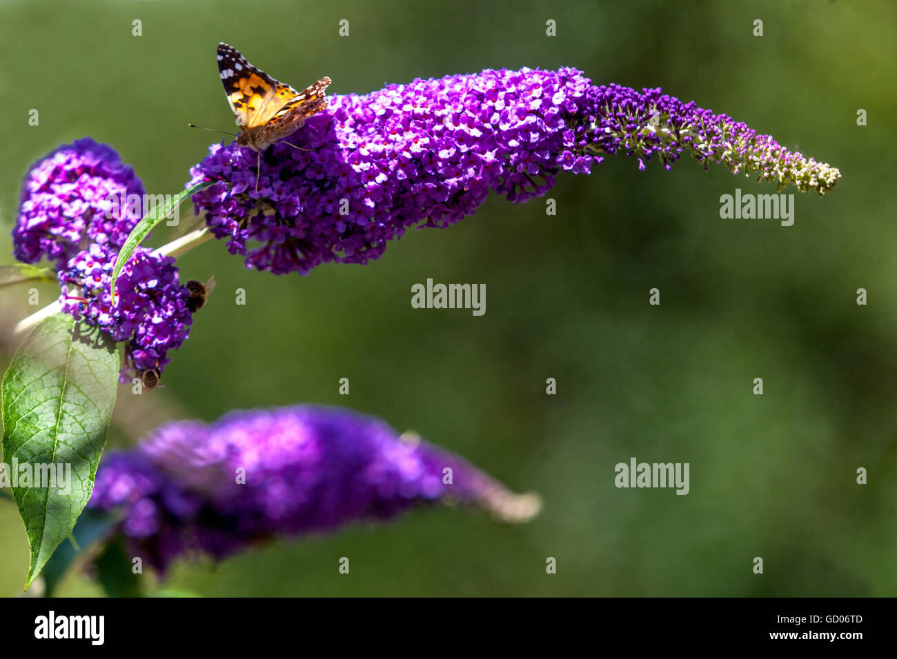 Violet buddleja buddleia butterfly hi-res stock photography and images ...