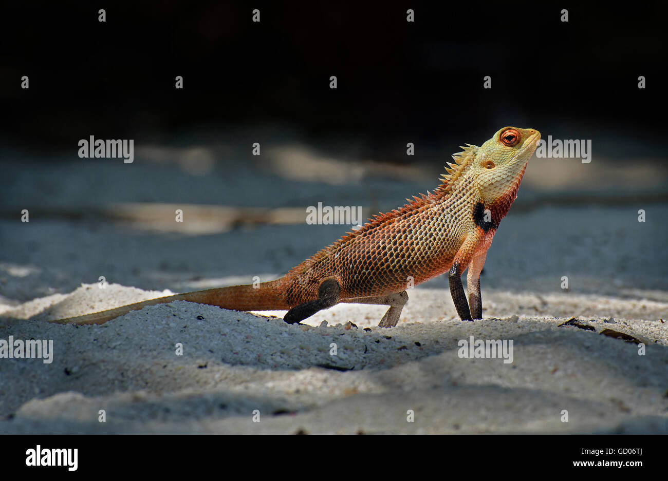 Maldives lizard hi-res stock photography and images - Alamy