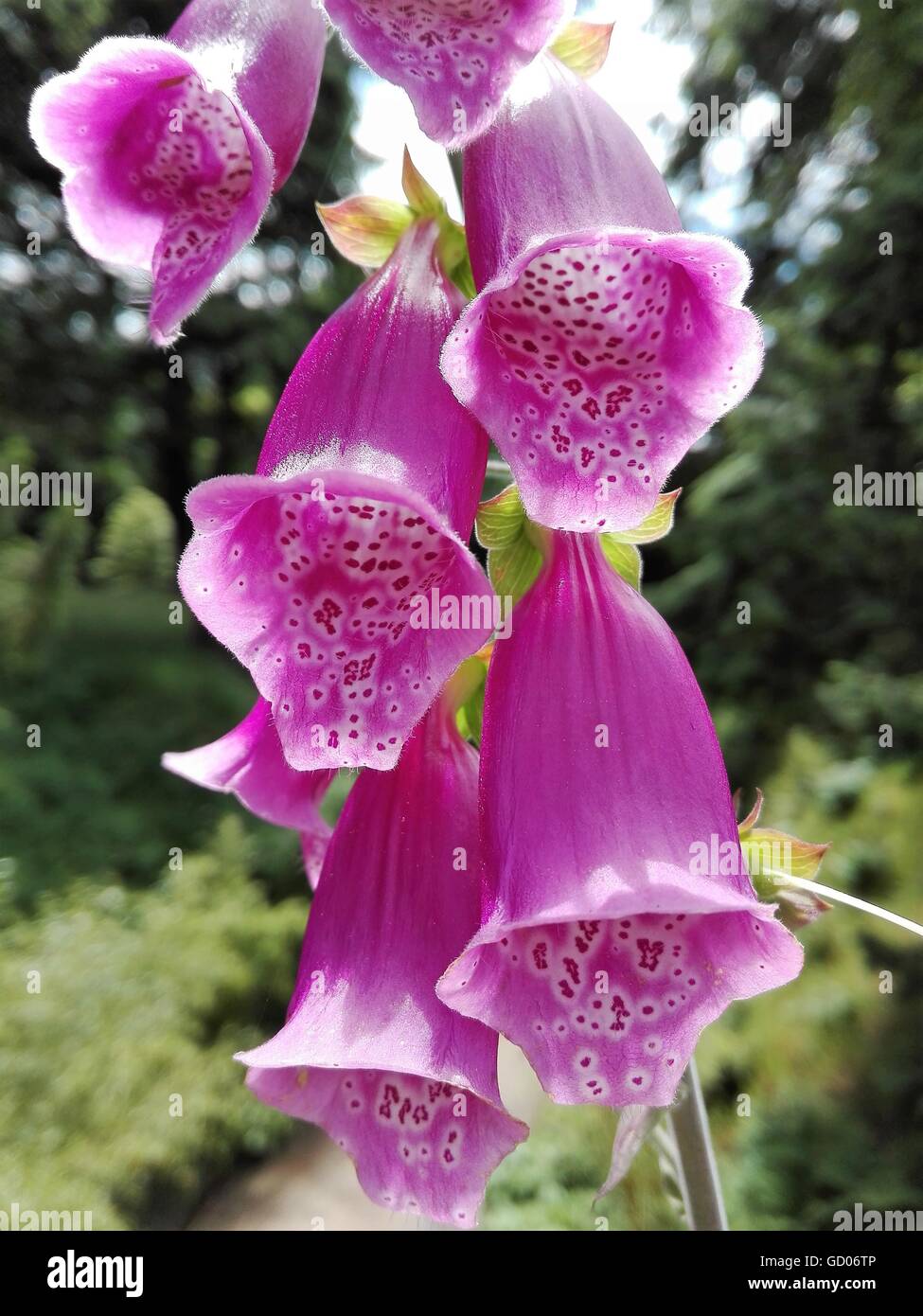 Foxglove in summer Stock Photo - Alamy