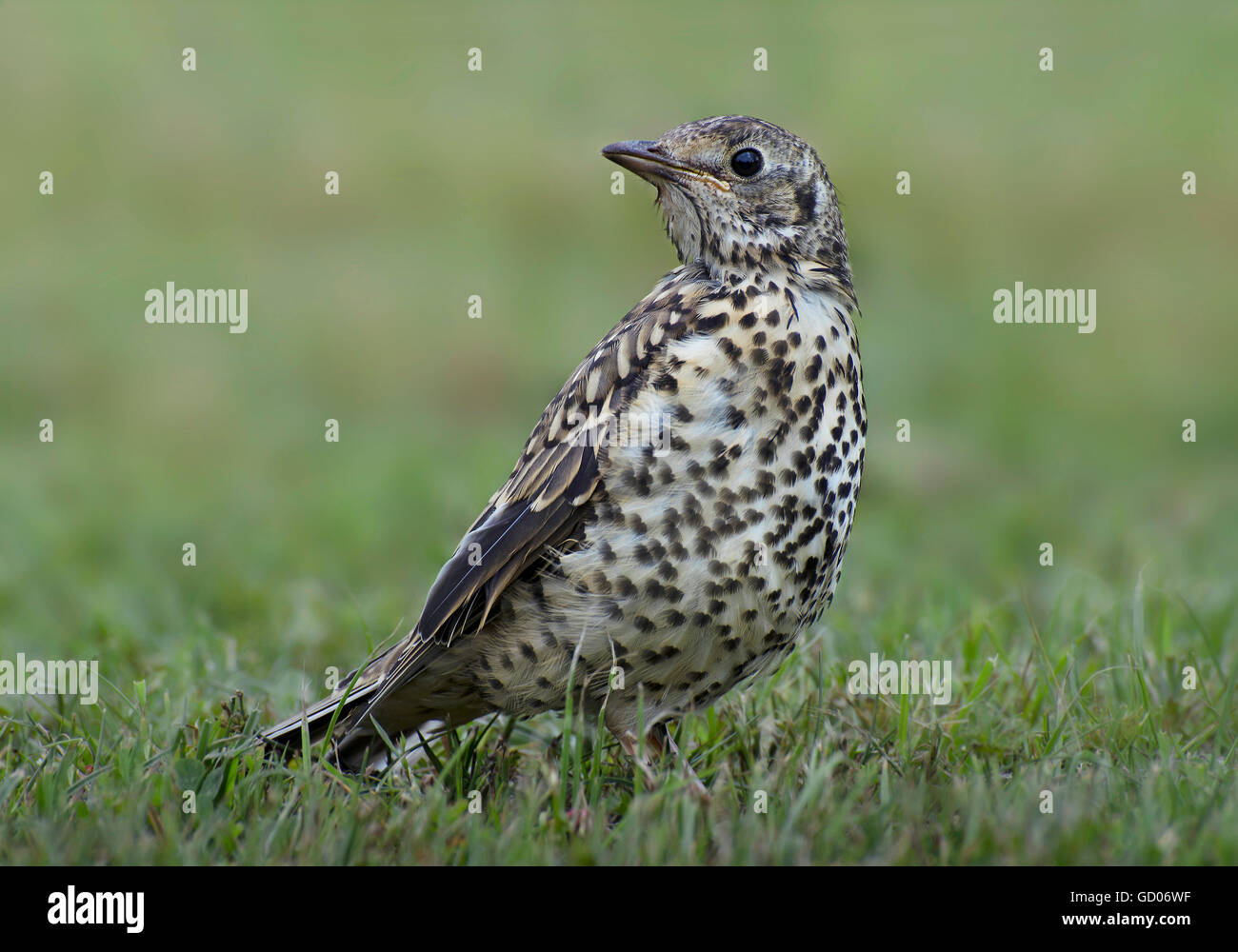 Juvenile mistle thrush, Turdus viscivorus, on grass, Loch Lomond ...