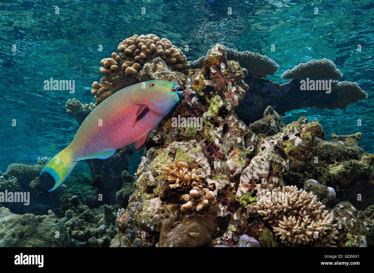 Rusty Parrotfish, Scarus ferrugineus, in shallow water on coral reef ...