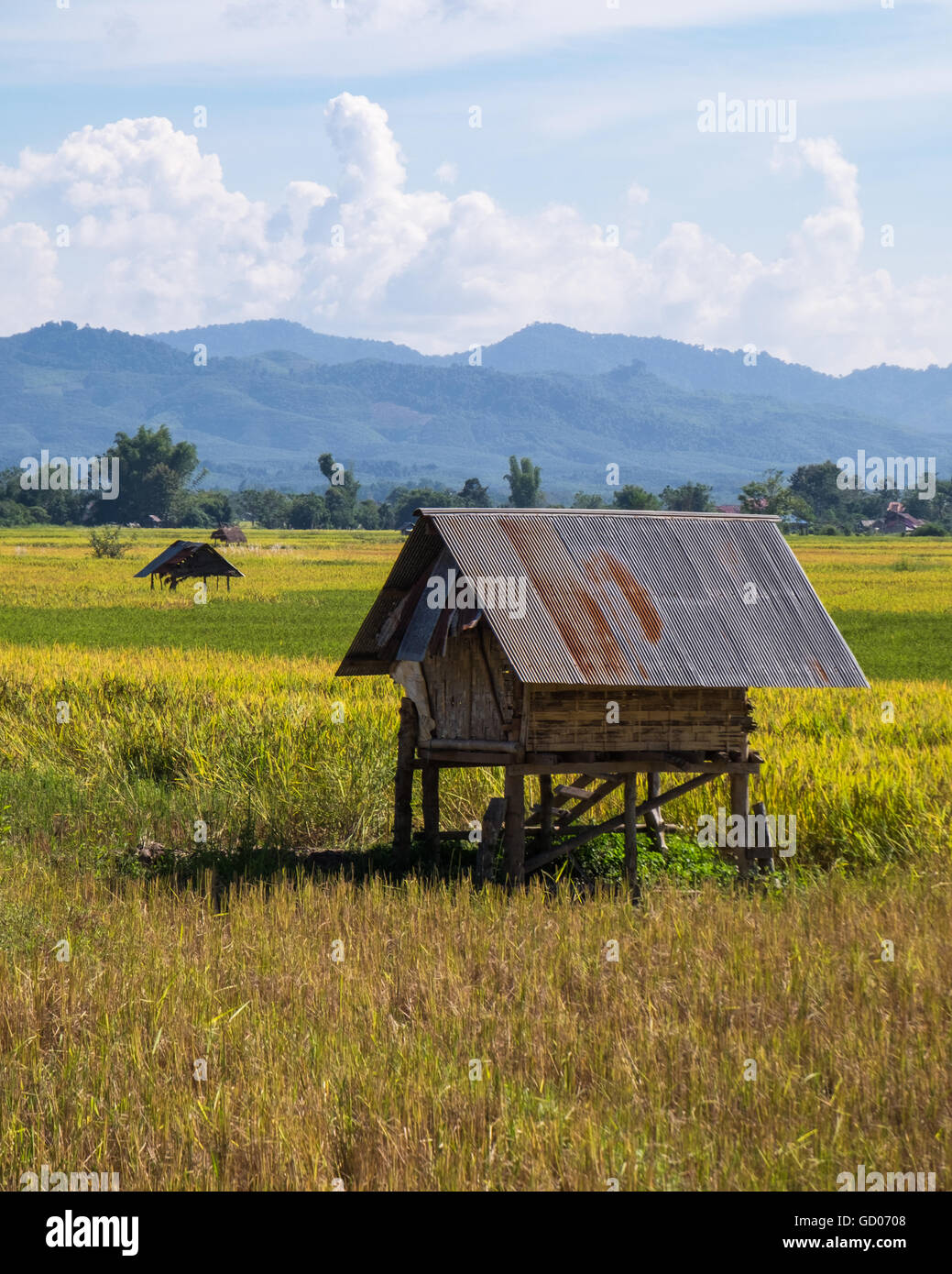 Laos rice field near hi-res stock photography and images - Alamy