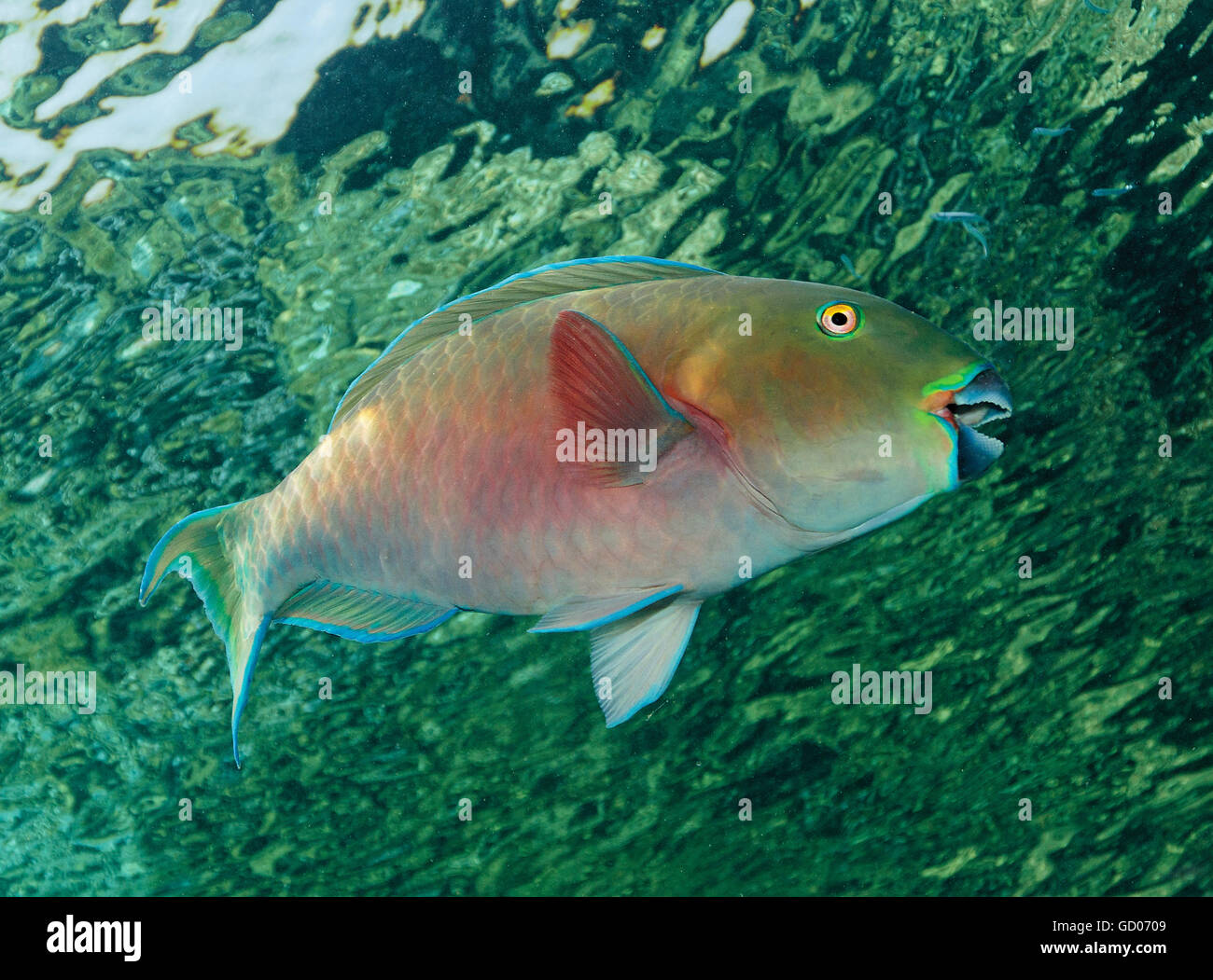 Pictures Of Parrot Fish In Water