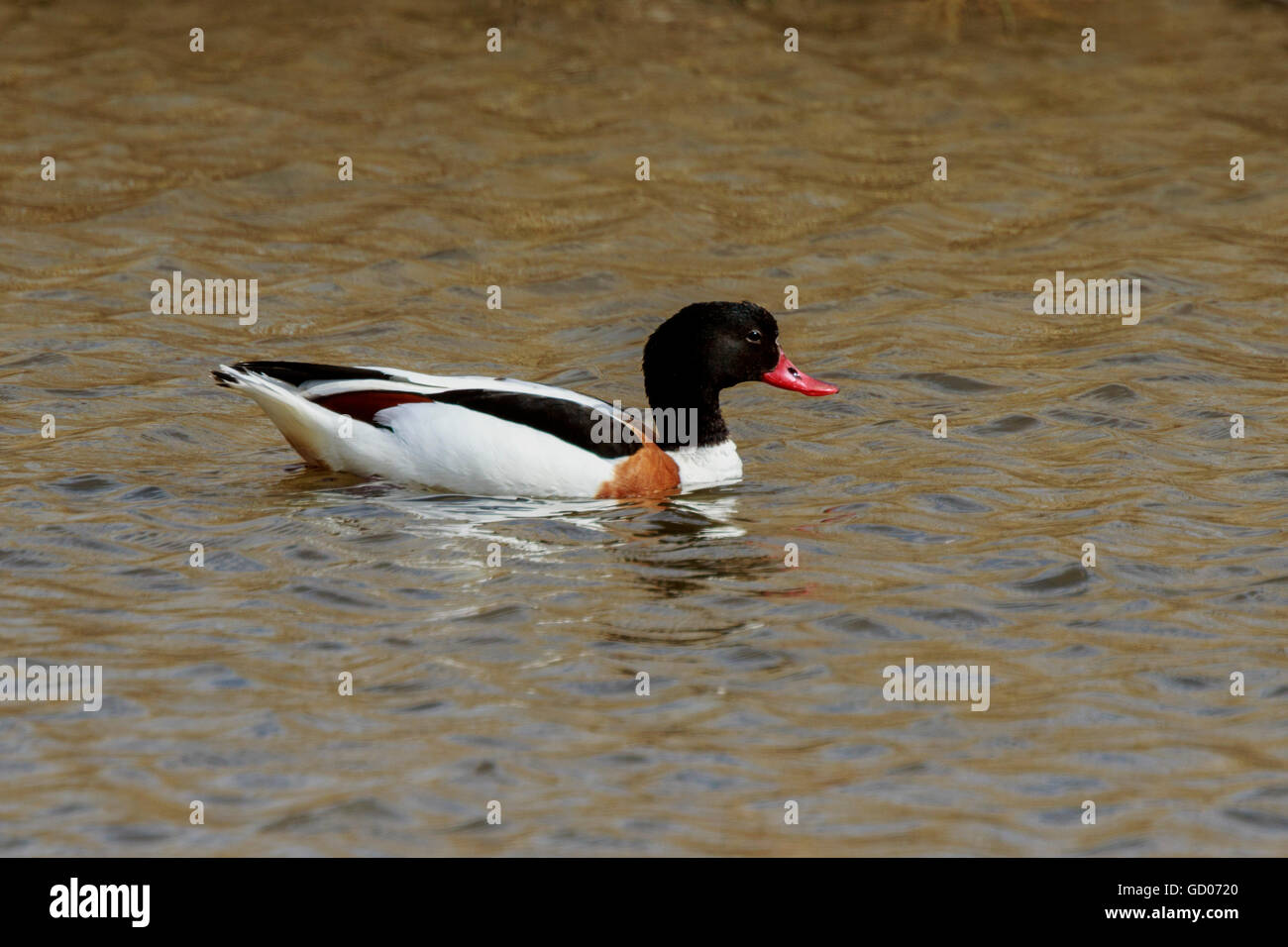 Common shelduck tadorna tadorna hi-res stock photography and images - Alamy