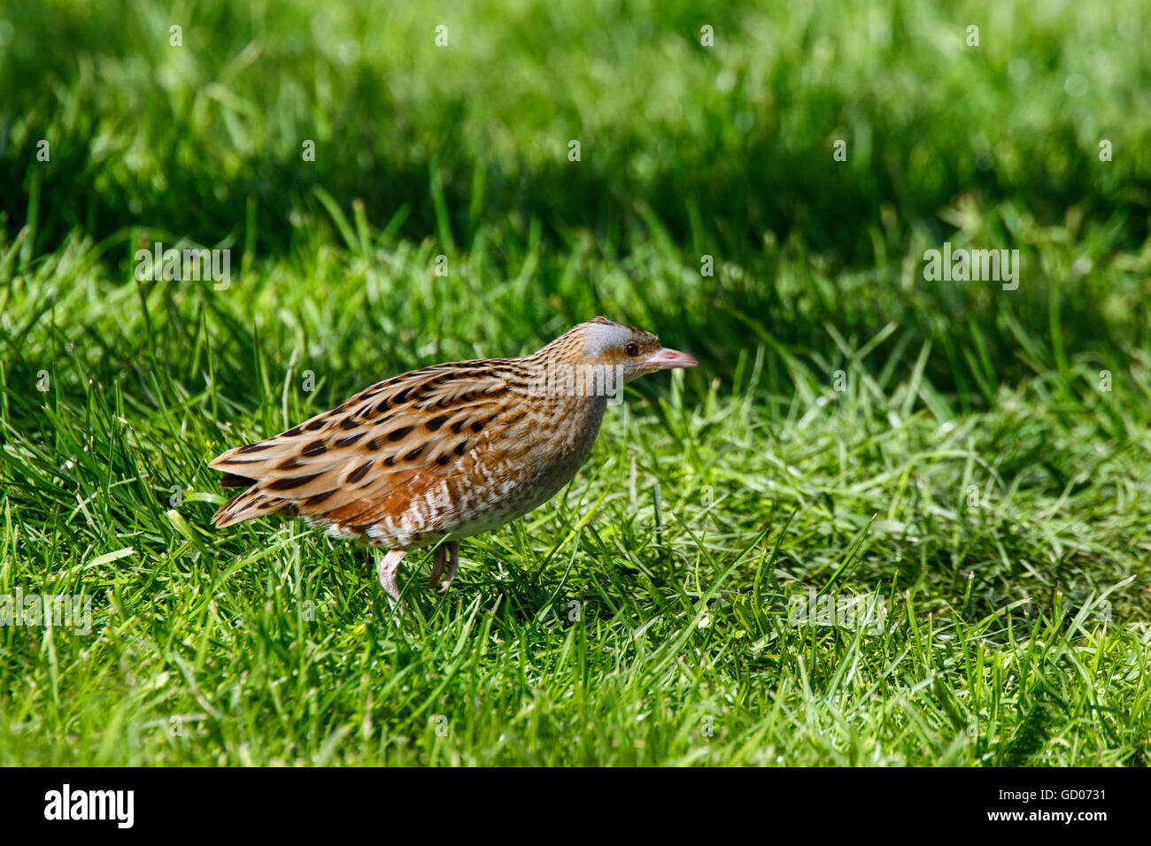 Crex crex hi-res stock photography and images - Alamy