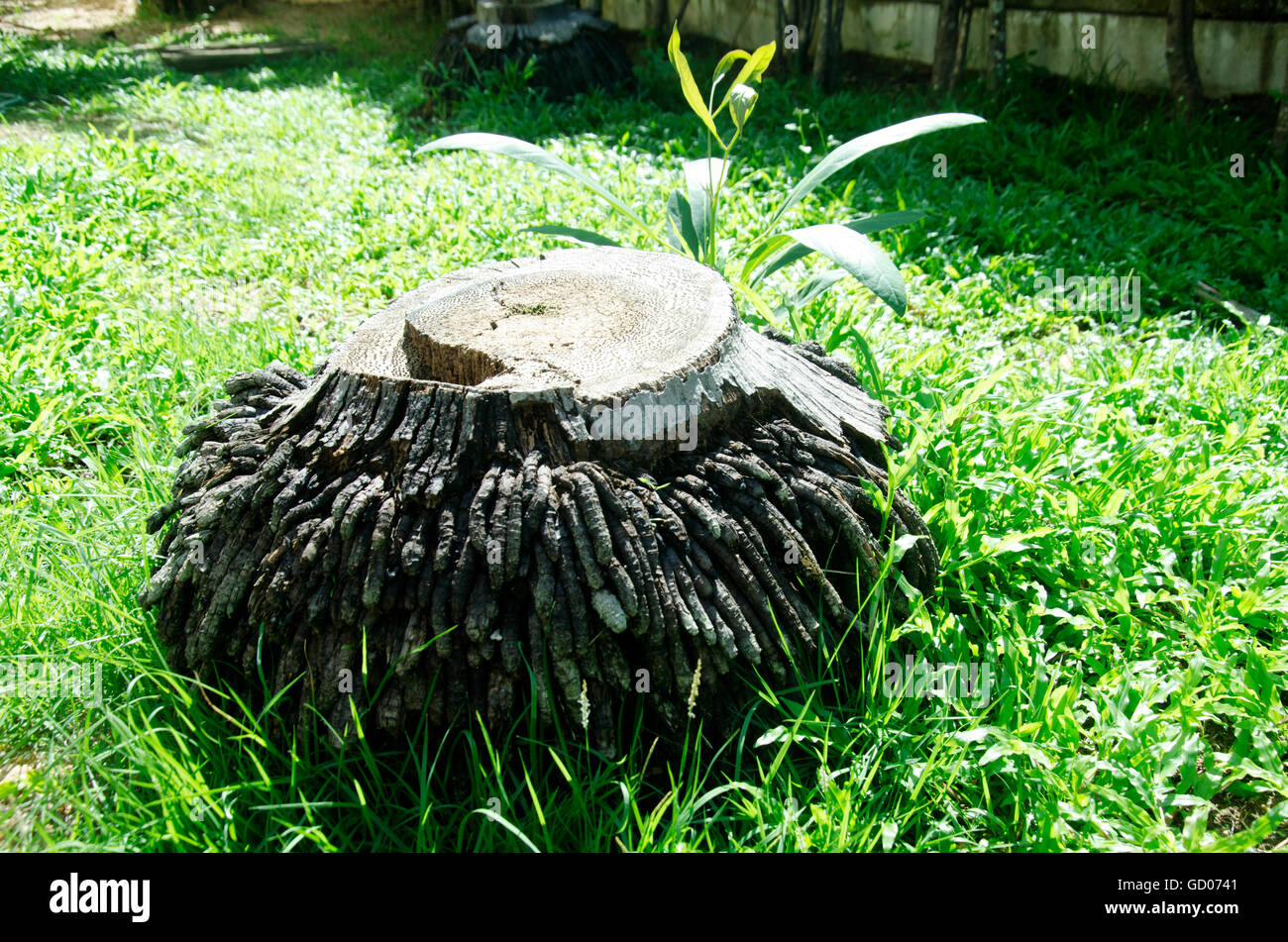 Old palm tree stump in the garden Stock Photo - Alamy