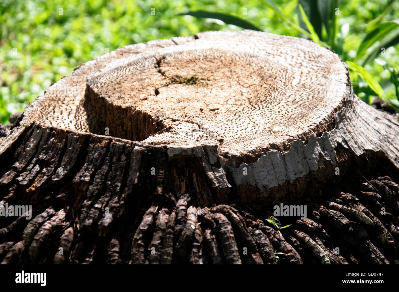 Coconut stump surface hi-res stock photography and images - Alamy