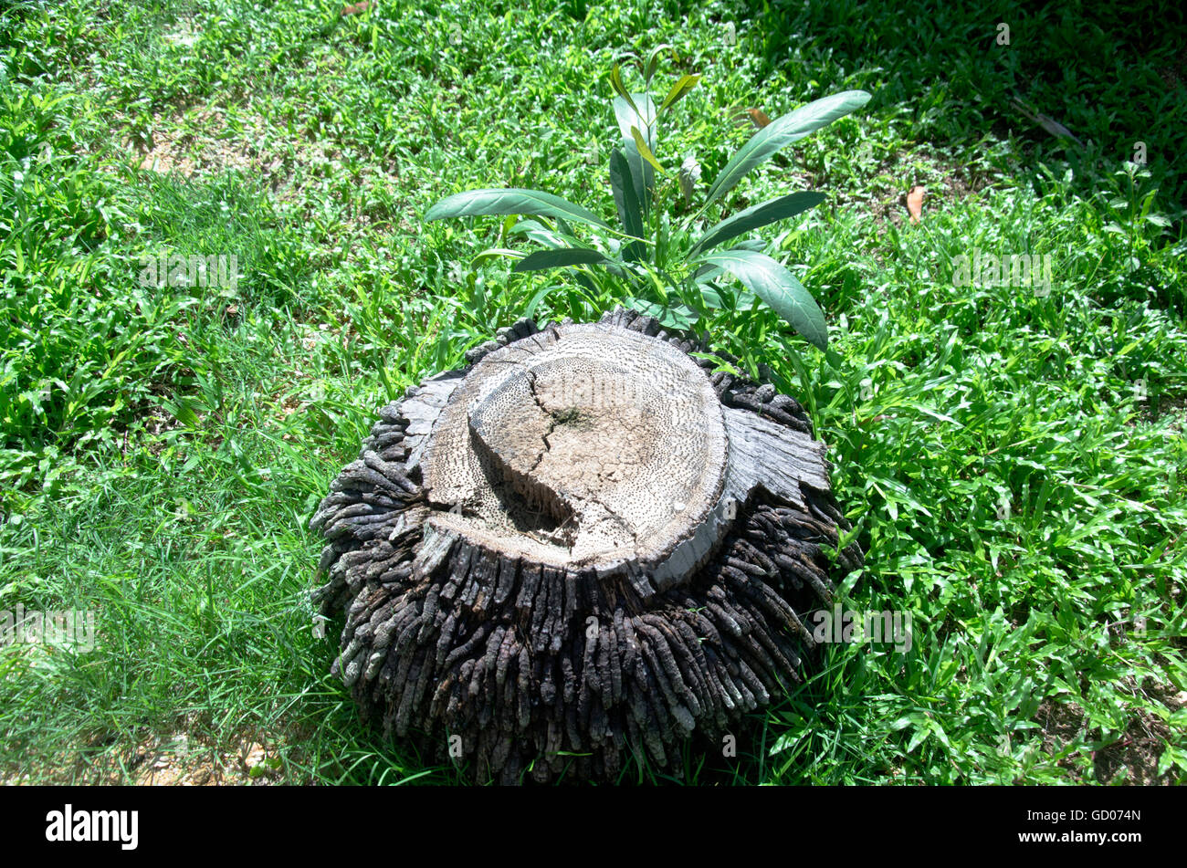 Old palm tree stump in the garden Stock Photo - Alamy