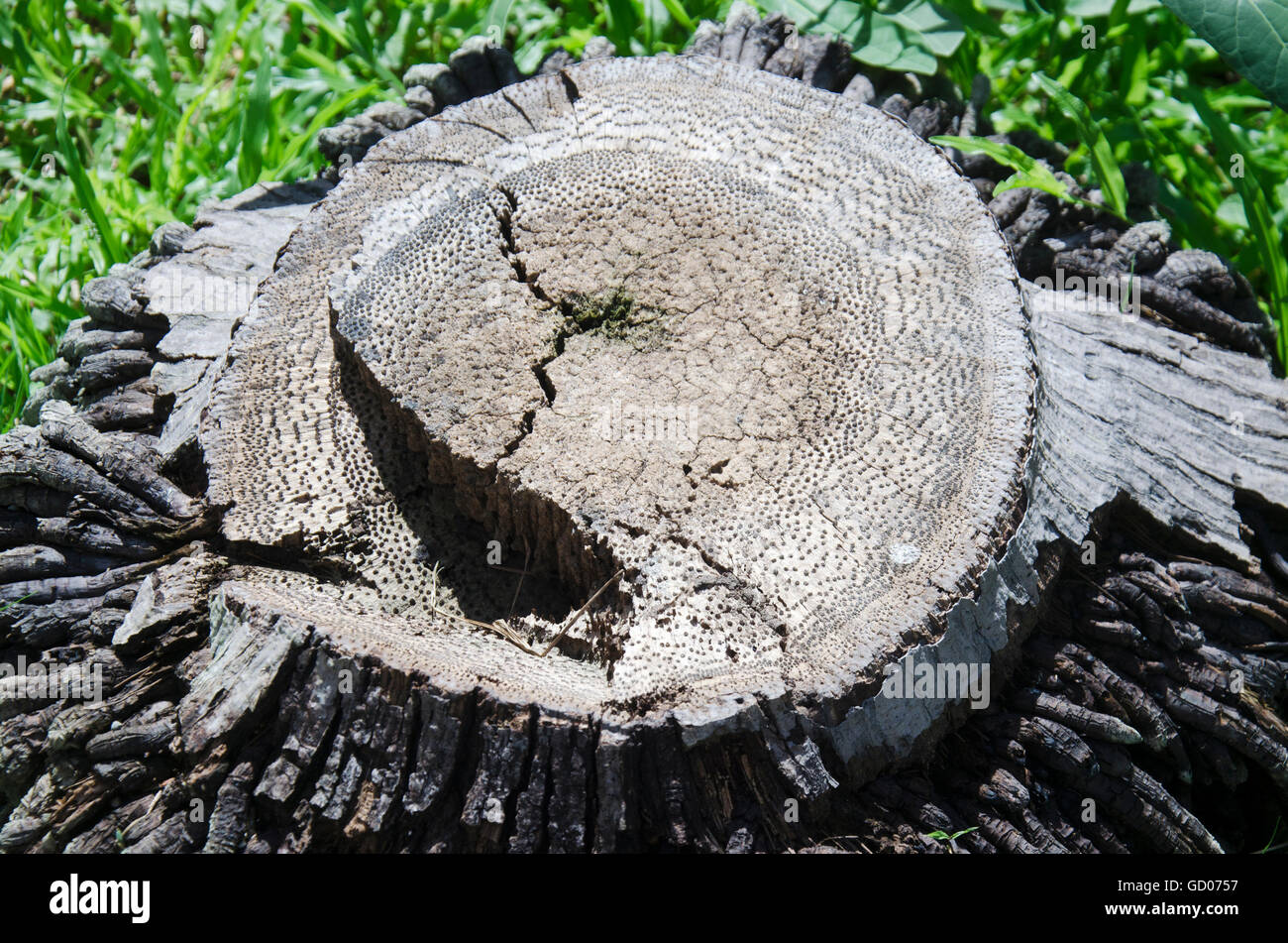 Old palm tree stump in the garden Stock Photo - Alamy