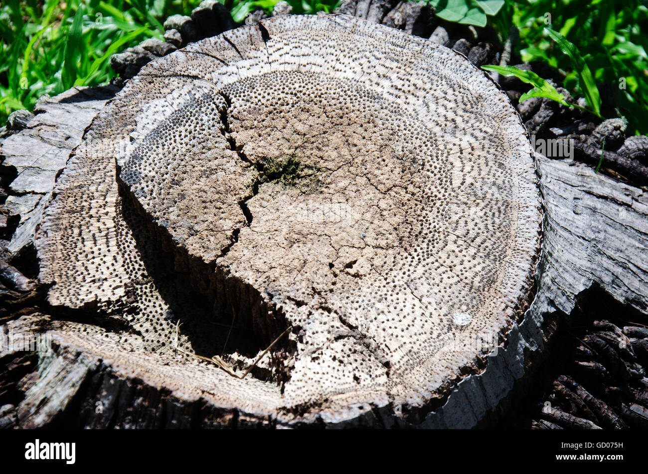 Old palm tree stump in the garden Stock Photo - Alamy